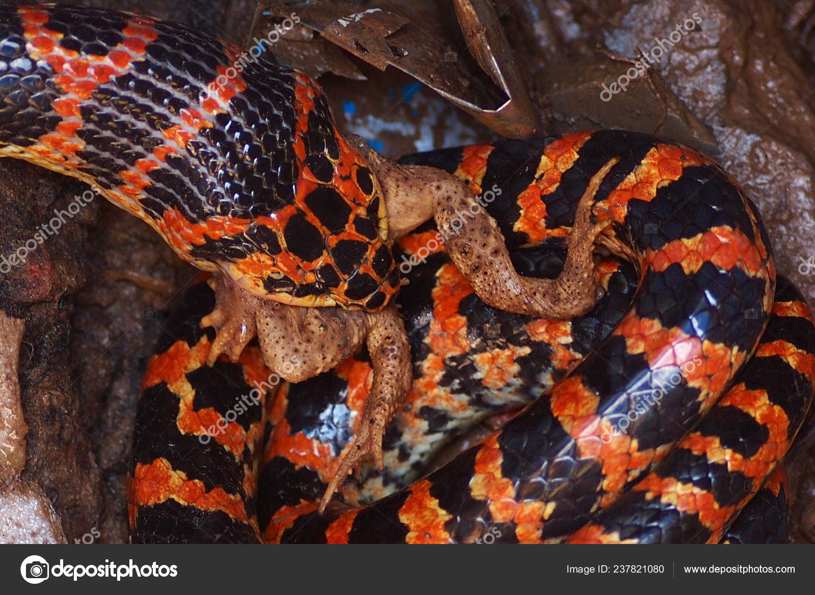 Red Black Lycodon Snake Eats Toad Well House Chinese Farmer — Stock ...