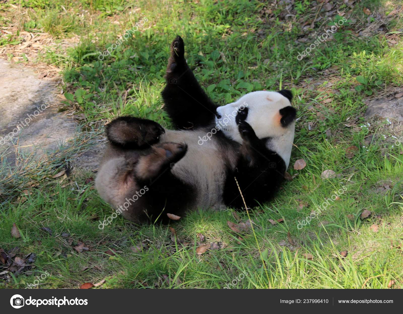 Giant Panda Rolls Grass Enjoy Sun Giant Panda Ecological Park — Stock ...