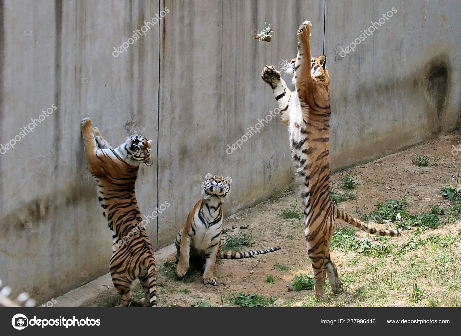 Siberian Tigers Try Grab Meat Stuffed Rice Dumpling Zongzi Prepared ...