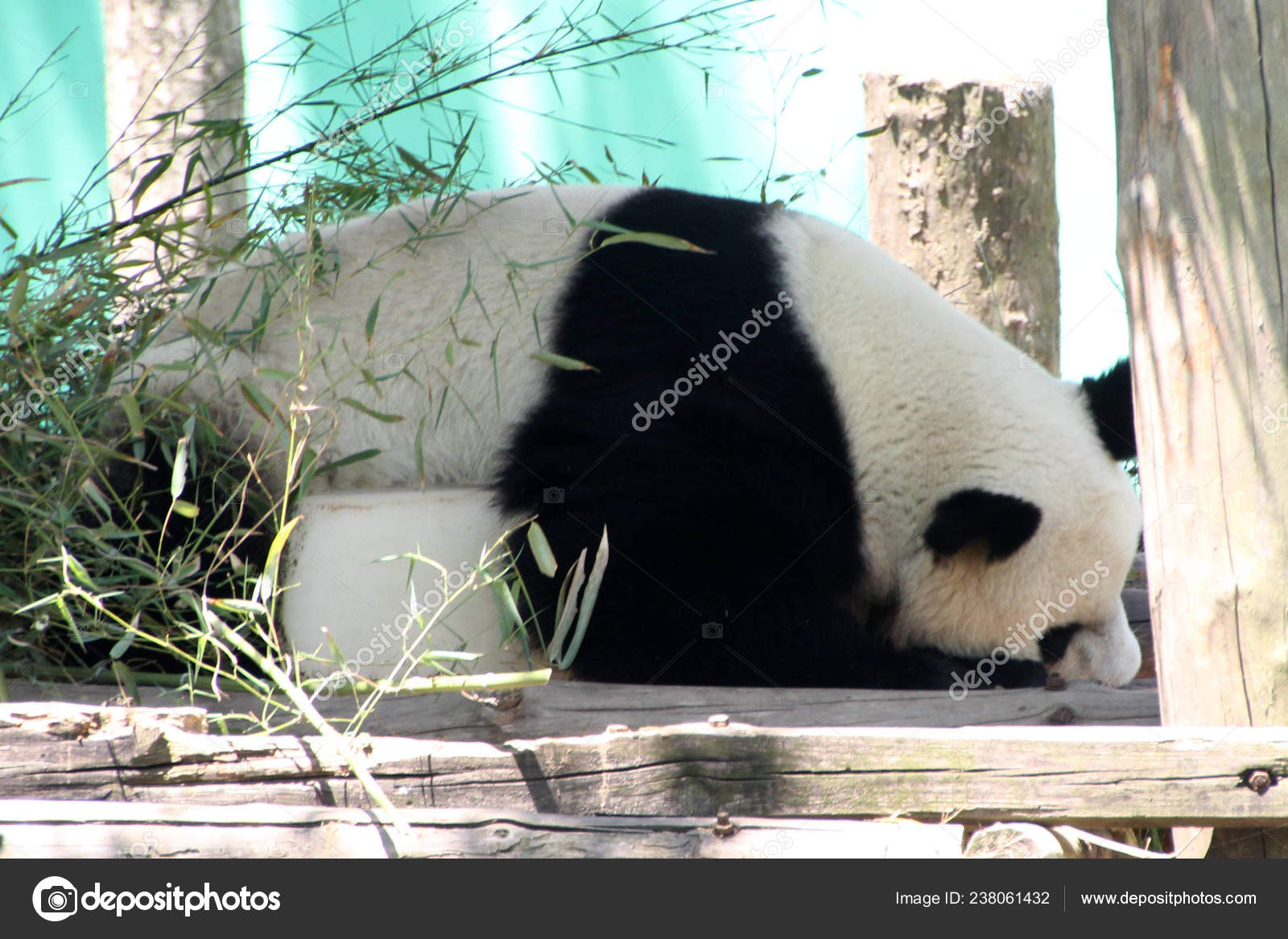 Giant Panda Lies Huge Ice Block Cool Xixiakou Wildlife Park — Stock ...
