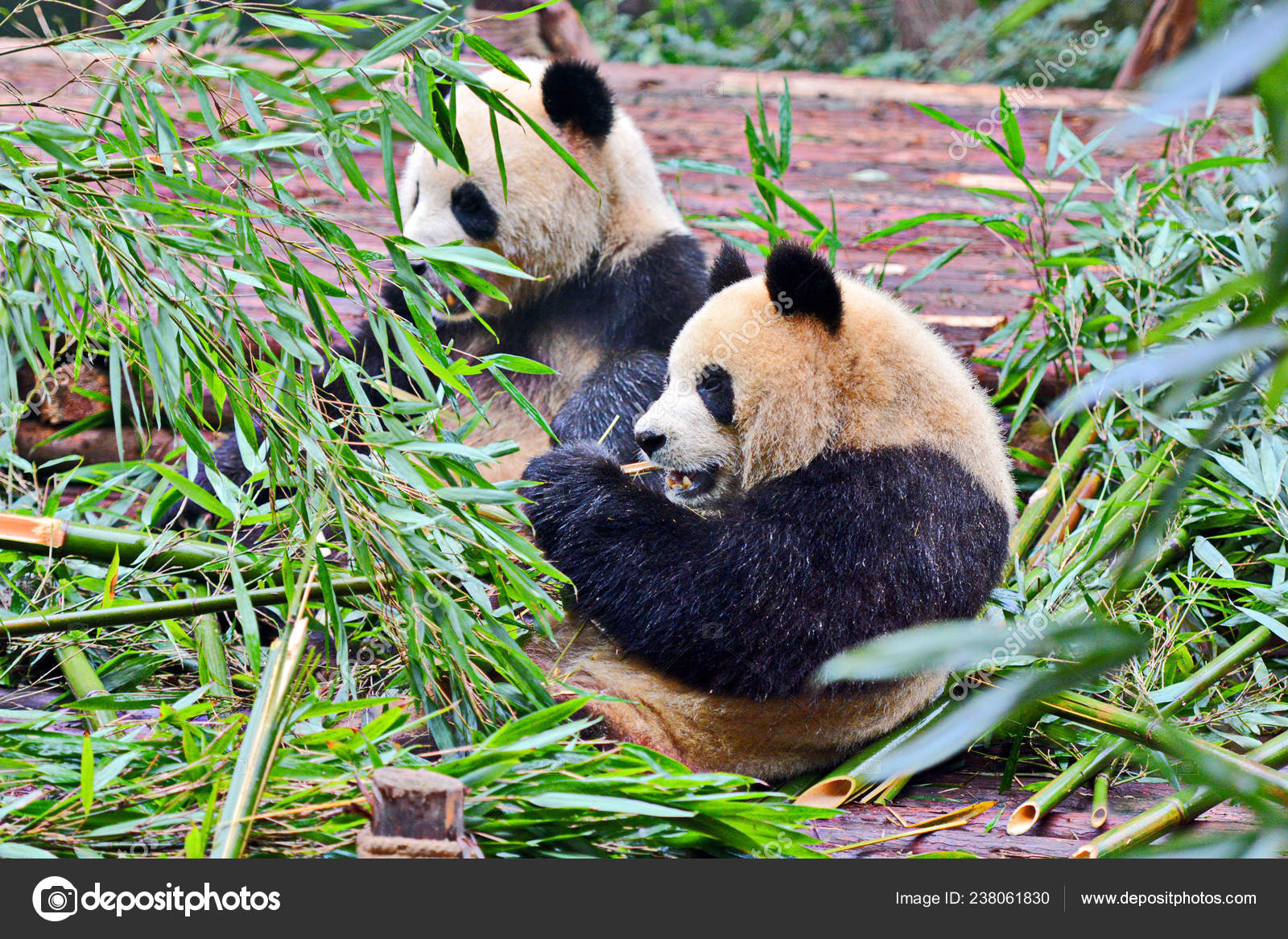 Giant Pandas Eat Bamboo Chengdu Research Base Giant Panda Breeding ...