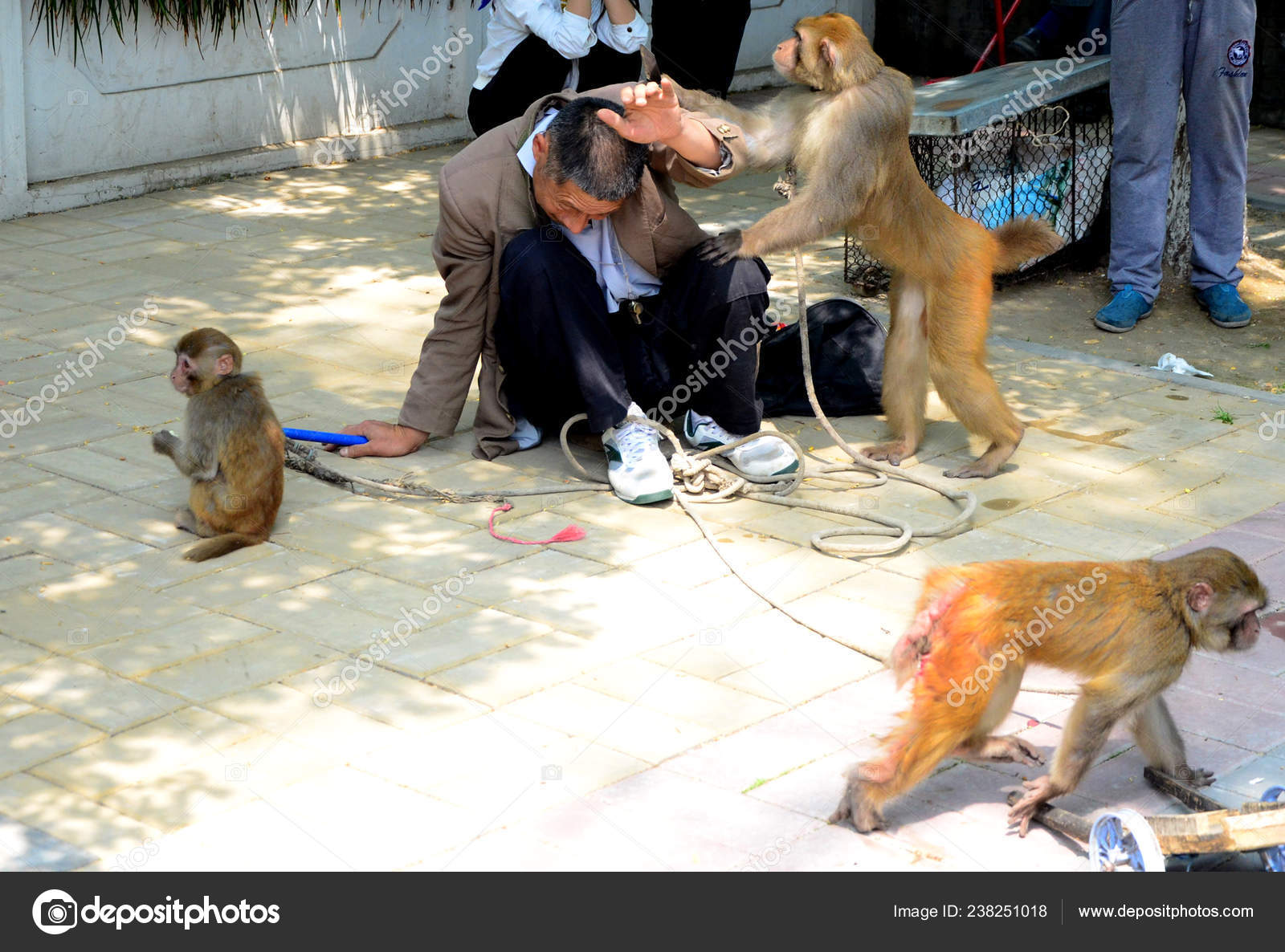 Monkey Wields Knife Pretending Attack Its Owner Street Show Baling ...