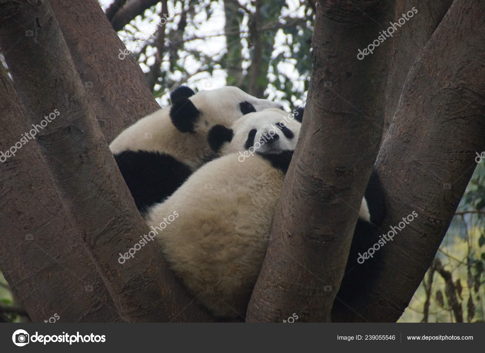 Giant Pandas Rest Tree Chengdu Research Base Giant Panda Breeding ...