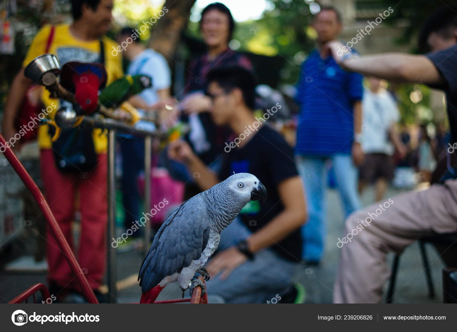 People Look Parrots Popular Bird Garden Mong Kok Hong Kong — Stock ...
