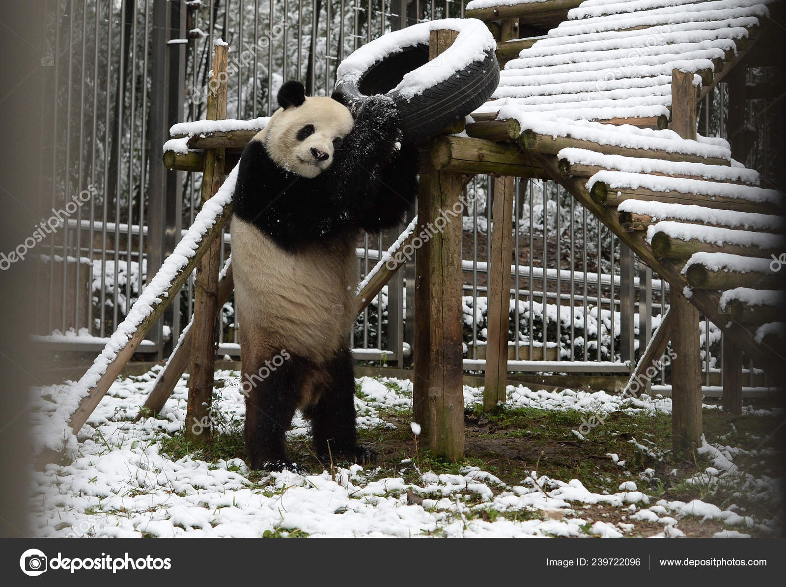Giant Panda Wei Wei Plays Tire Snow Wuhan Zoo Wuhan — Stock Editorial ...