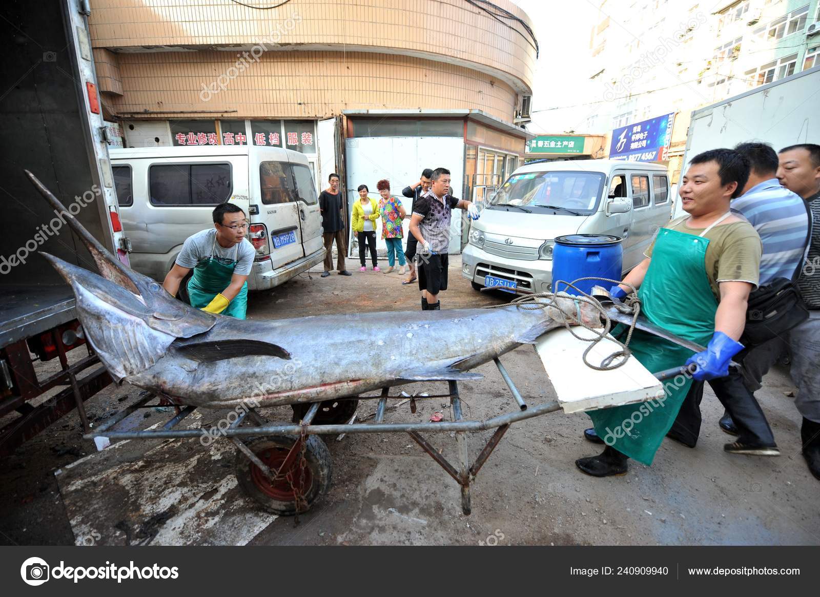 Chinese Vendors Prepare Carry Largest Ever Caught Swordfish Van Local ...