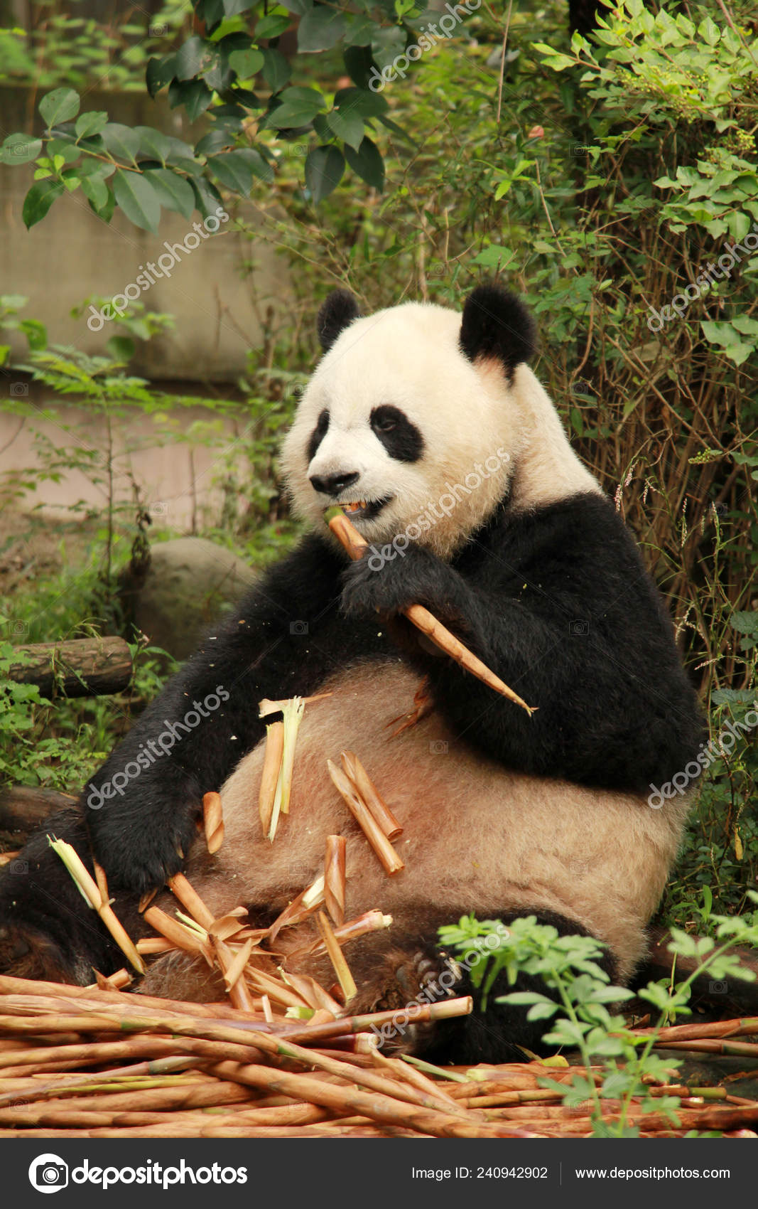 Giant Panda Eats Bamboo Chengdu Research Base Giant Panda Breeding ...