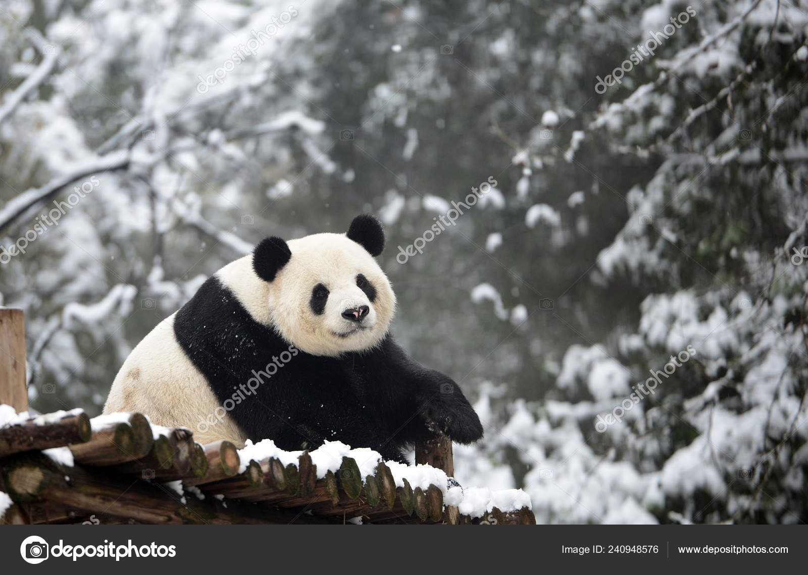 Giant Panda Wei Wei Rests Wooden Stand Snow Zoo Yichang — Stock ...
