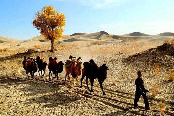 Unta Berjalan Gurun Taklamakan Juga Dikenal Sebagai Taklimakan Dan ...