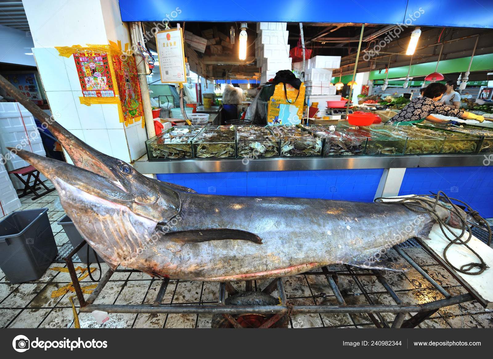 Largest Ever Caught Swordfish Pictured Local Market Qingdao City East ...