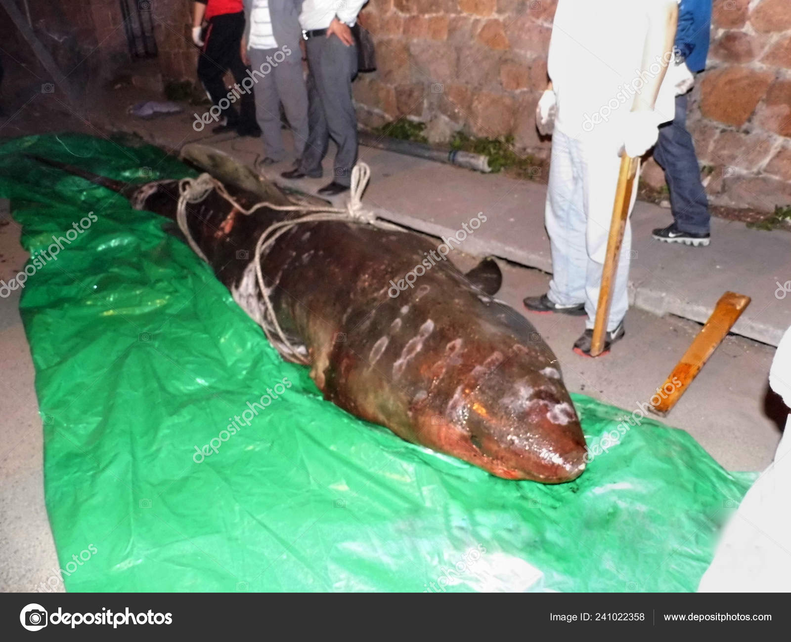 Dead Great White Shark Six Meter Long 500 Weight Seen – Stock Editorial ...