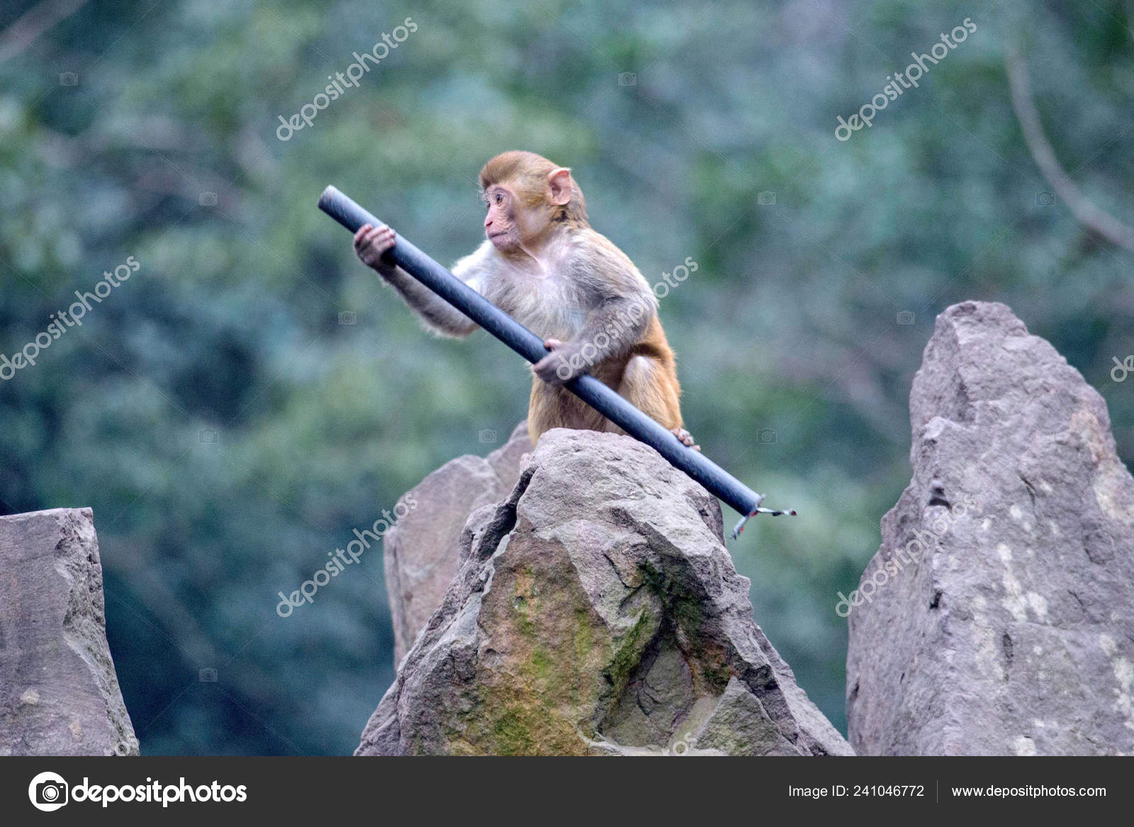 Monkey Plays Plastic Tube Hangzhou Zoo Hangzhou City East China's ...