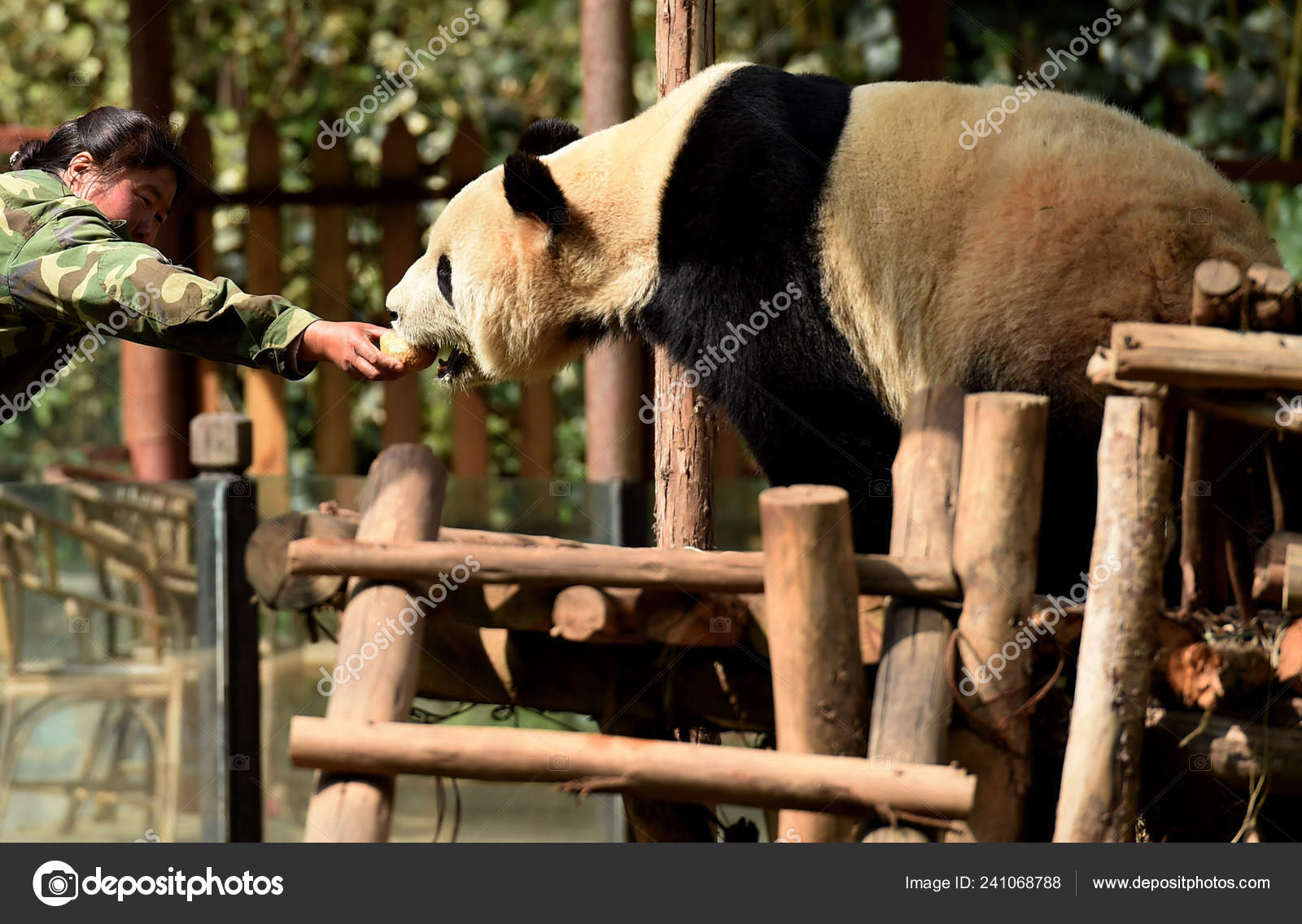 Zookeeper Feeds Giant Panda Jia Yunnan Safari Park Upcoming Chinese ...