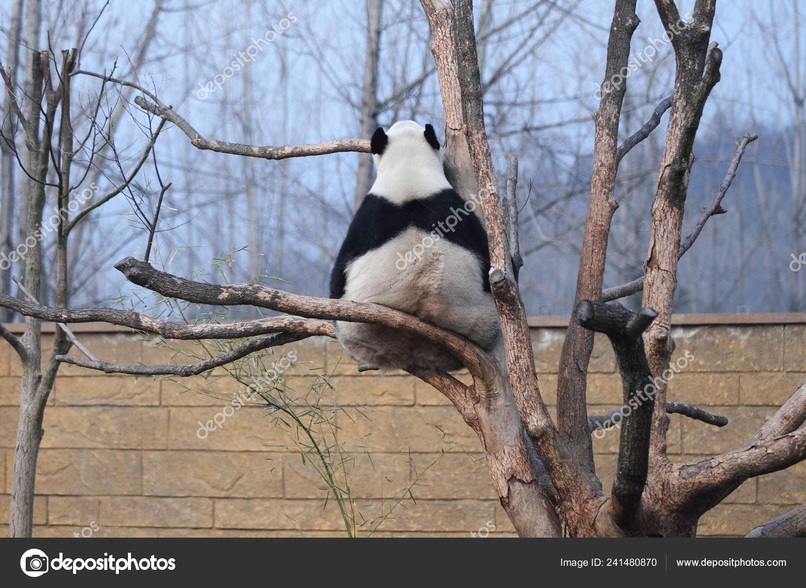 Giant Panda Enjoys Sunshine Tree Hangzhou Safari Park Hangzhou City ...