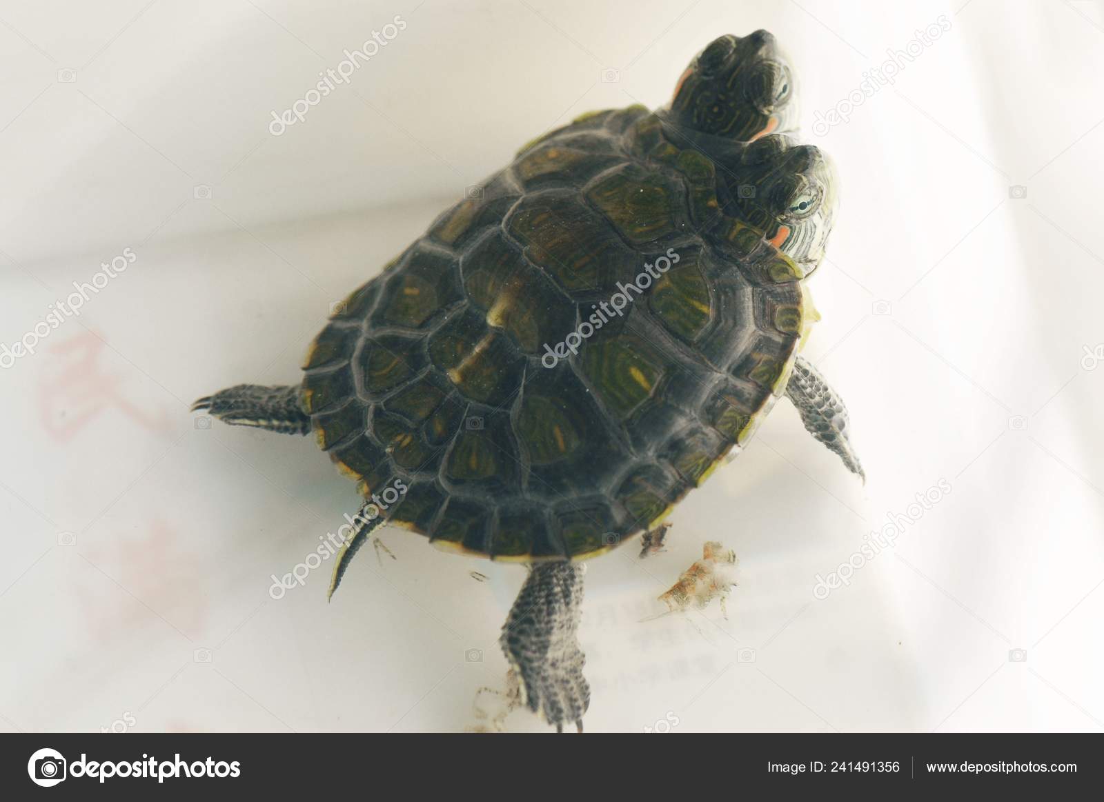 Two Headed Turtle Pictured Its Owners Home Qingdao City East – Stock ...
