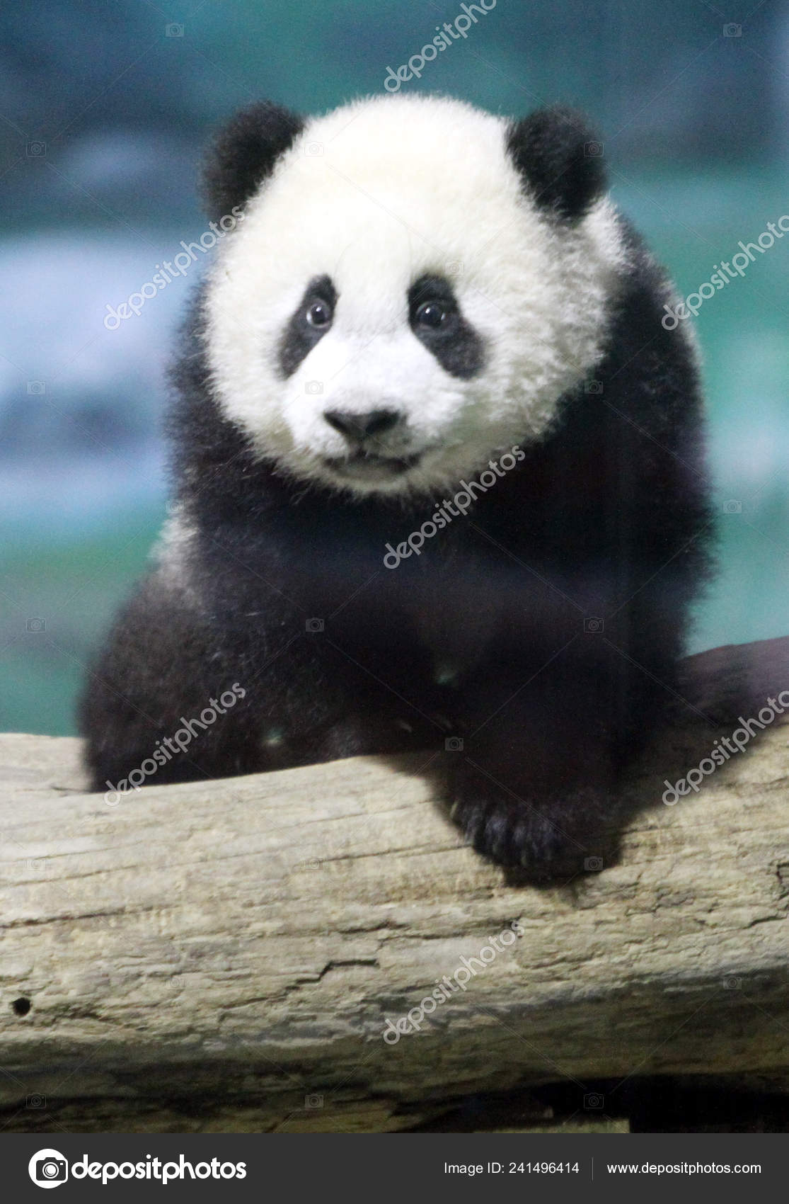 Black And White Baby Panda Photography
