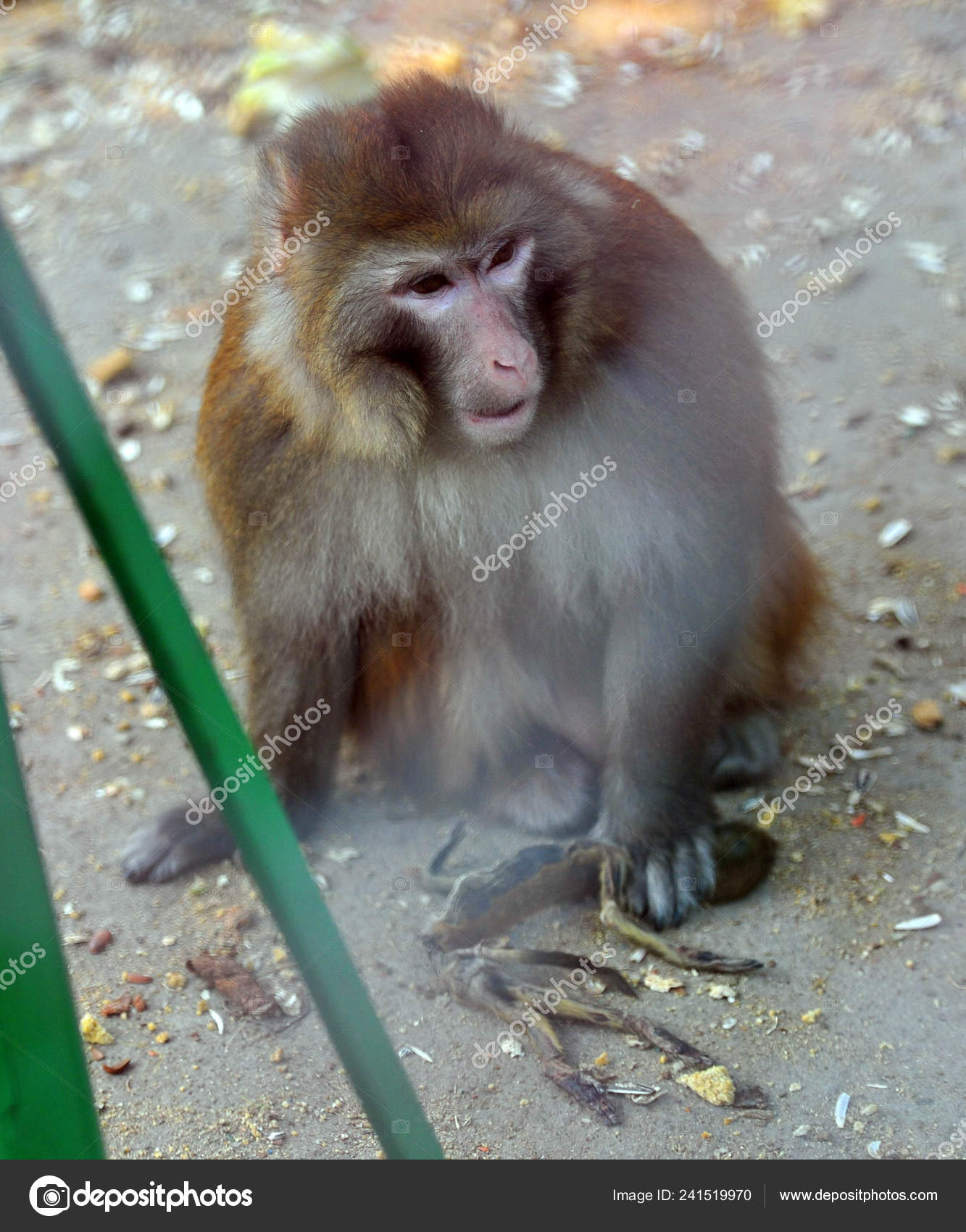 Monkey King Holds Dried Body Newborn Monkey Cub Killed Zoo – Stock ...