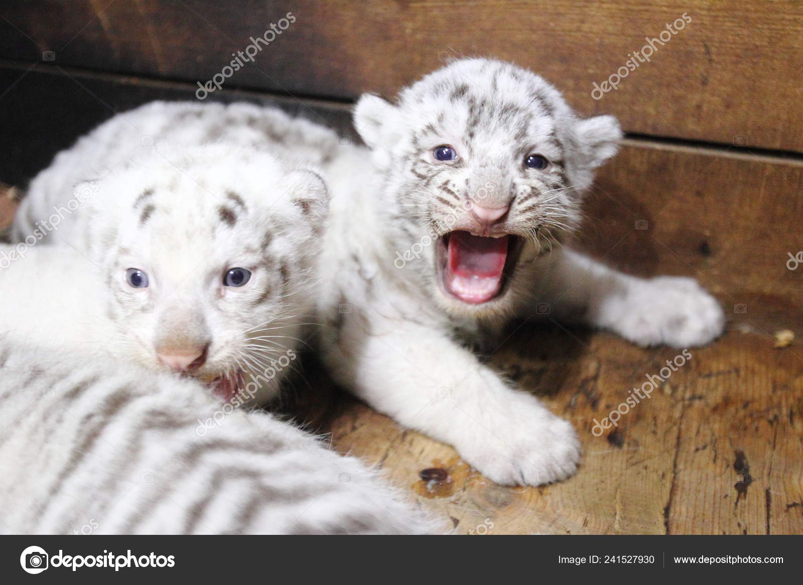 Newborn White Tiger Cubs