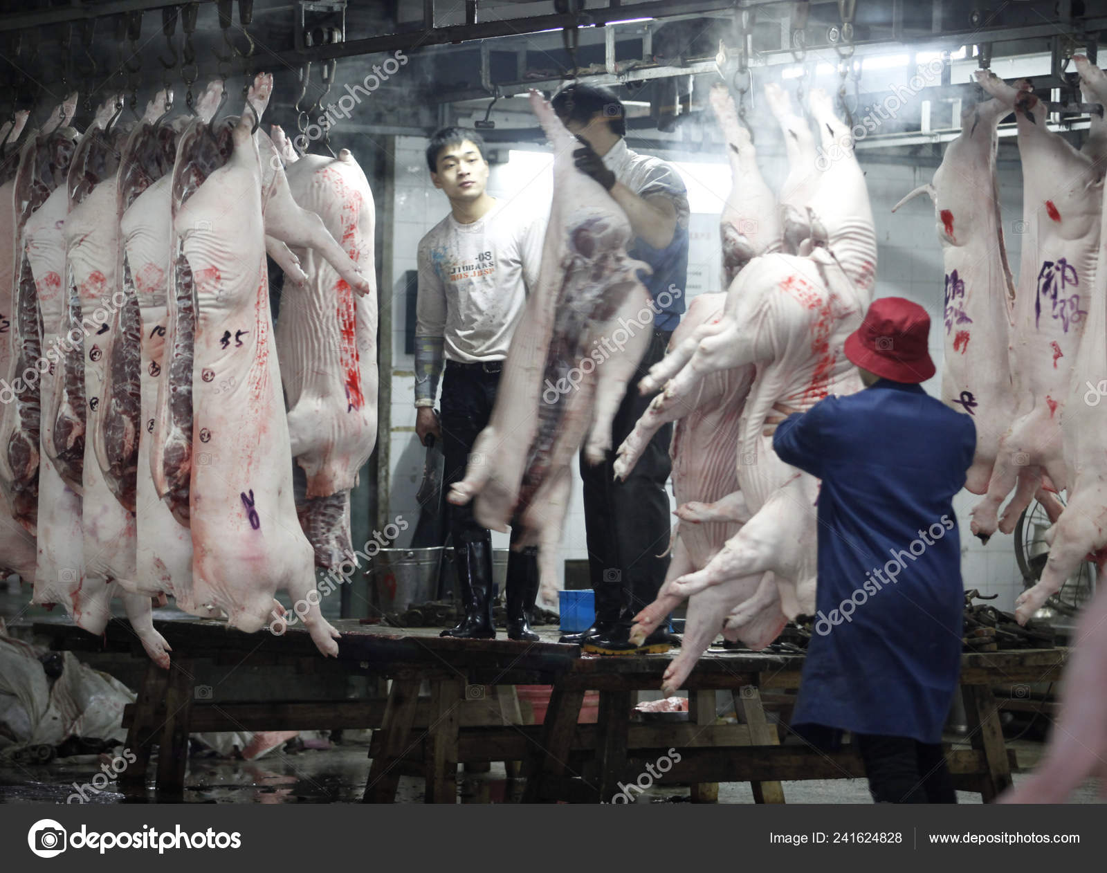 Chinese Workers Convey Killed Pigs Slaughterhouse Haining City East ...