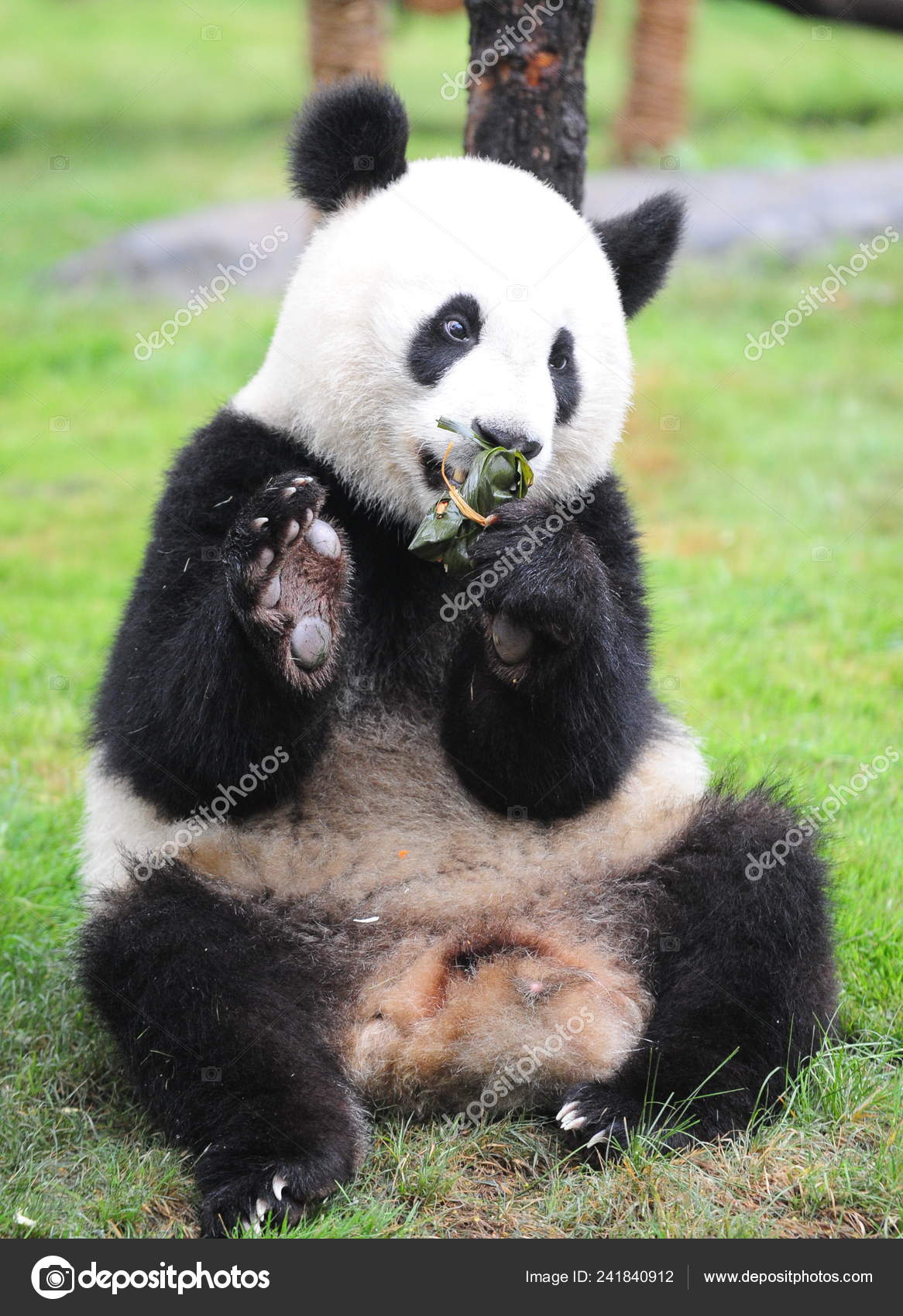 Giant Panda Eats Rice Dumplings Duanwu Festival Park Jinan East – Stock ...