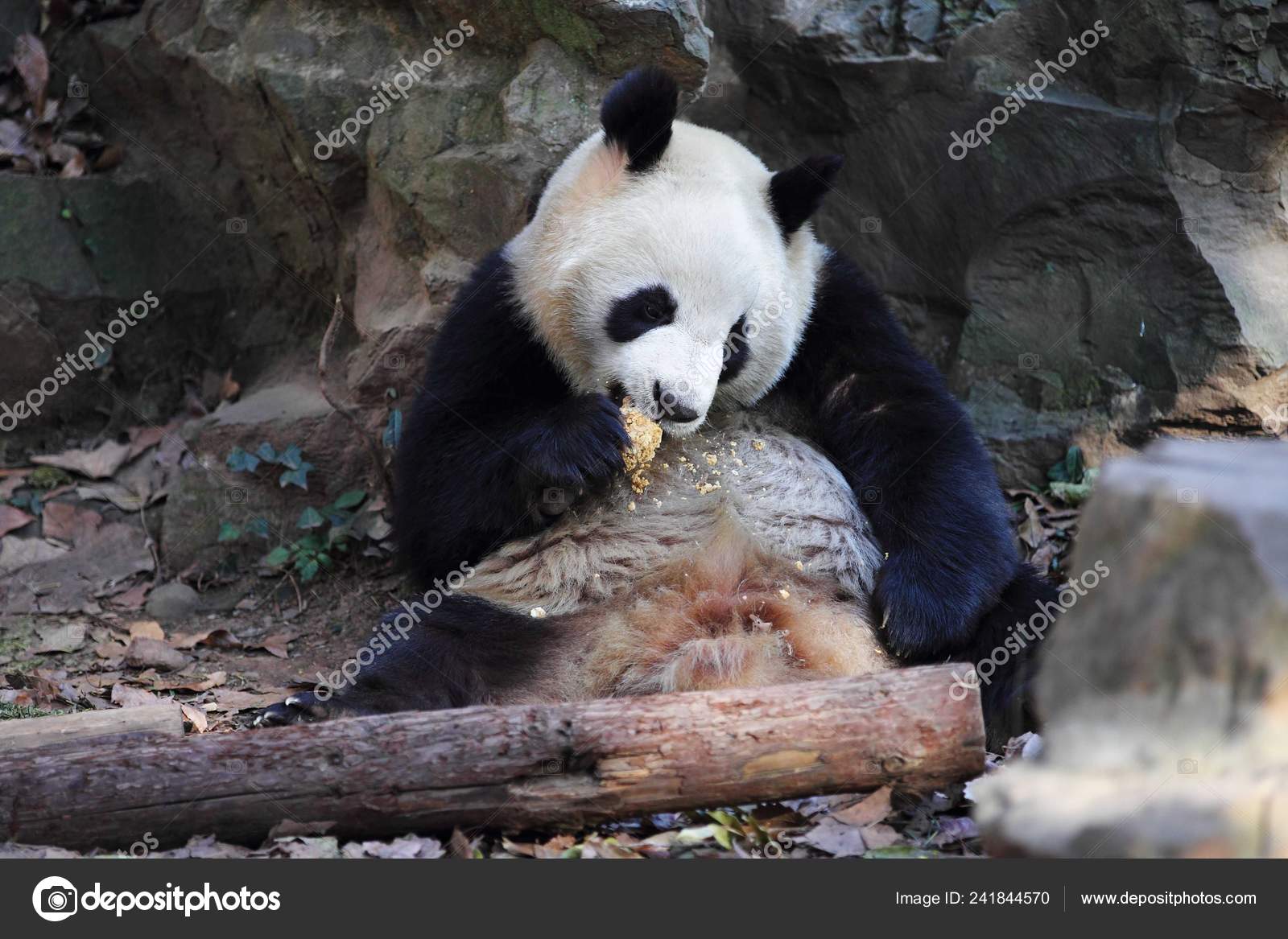 One Giant Panda Twins Eats Steamed Corn Bun Hangzhou Zoo — Stock ...