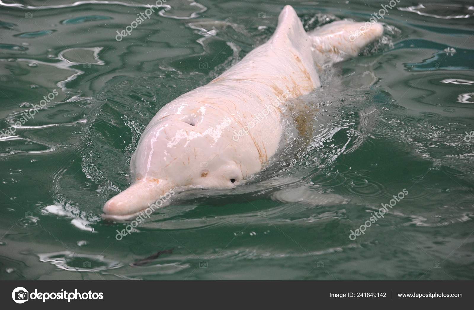 Baby Chinese White Dolphin