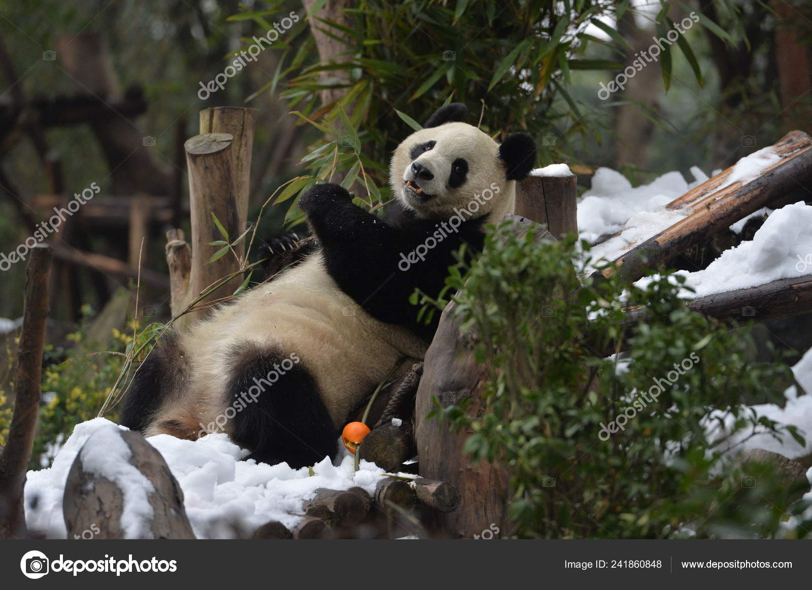 Pandas Eating Fruit