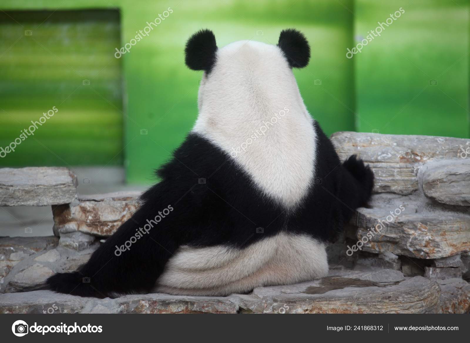 Giant Panda Sits Stone Stand Air Conditioned Room Taihu Lake – Stock ...