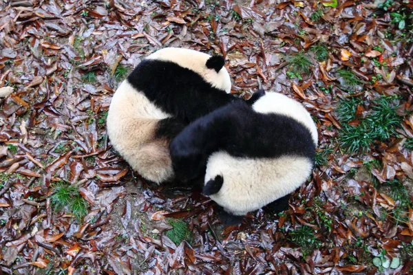 Panda bear family Stock Photos, Royalty Free Panda bear family Images ...