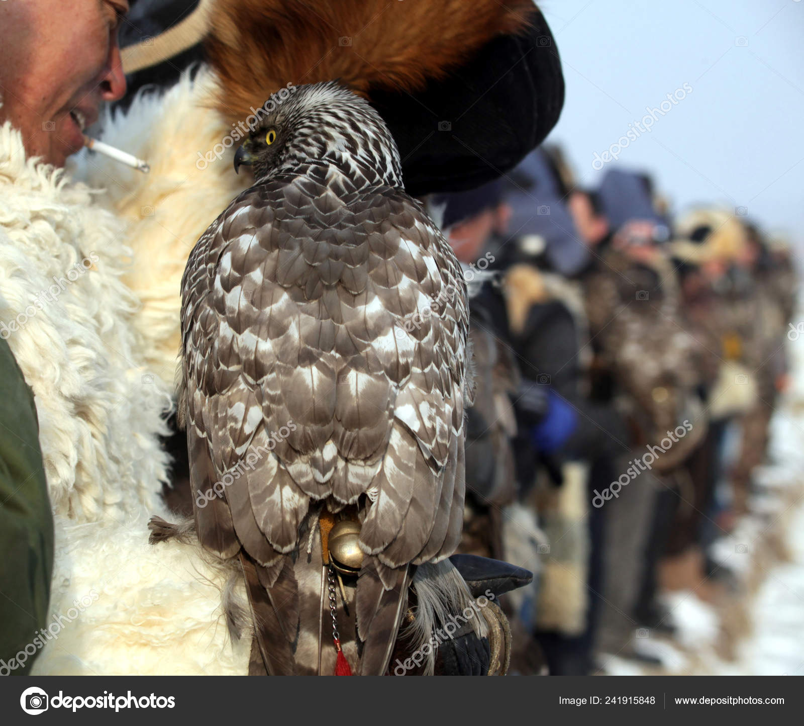 Chinese Birds Of Prey