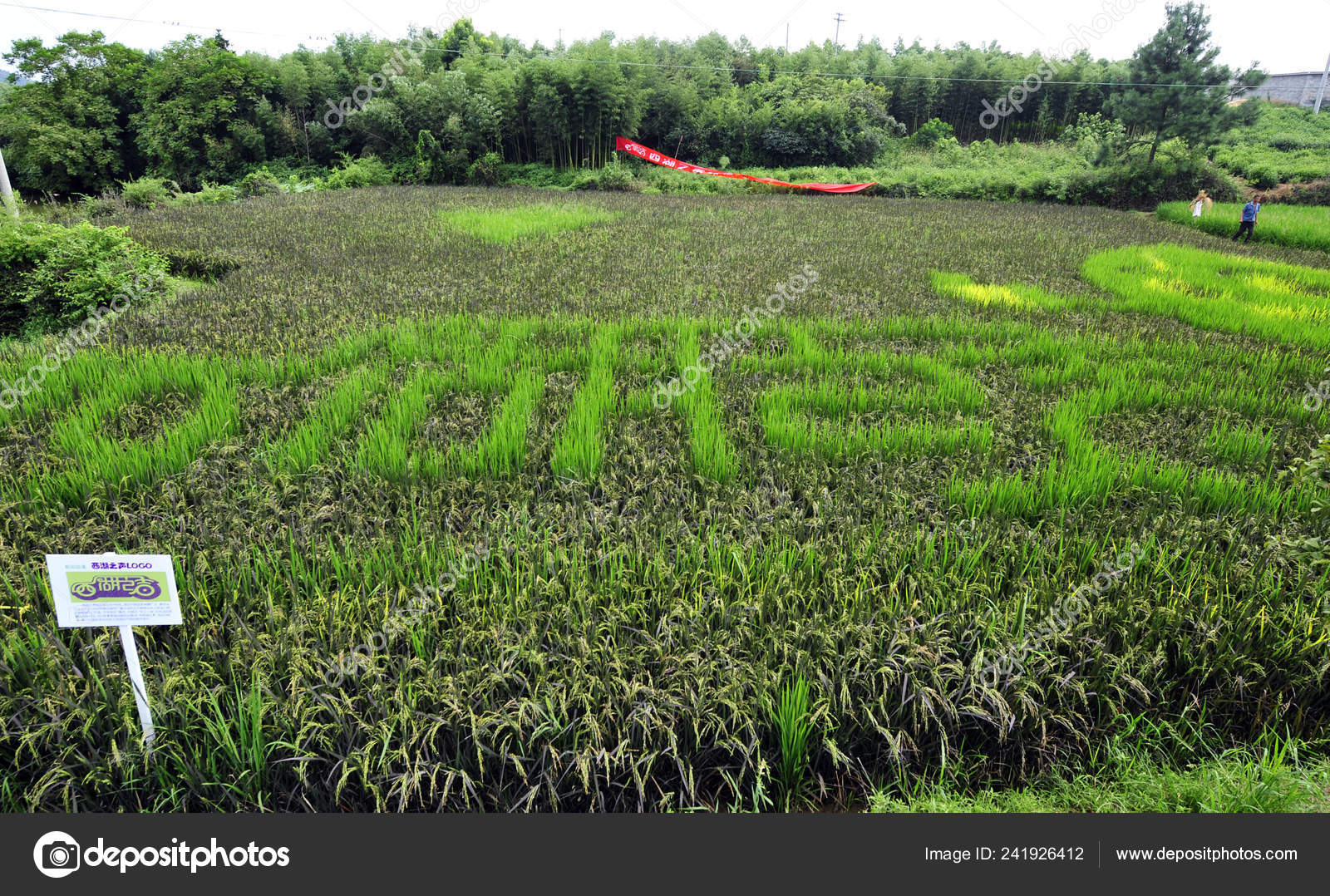 Calligraphy Rice Paddy Painting Displayed Paddy Field Ecological Farm ...