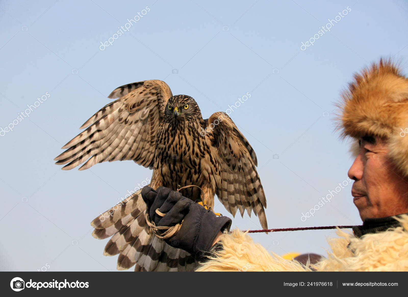 Chinese Hunter Shows His Falcon Second Manchu Falcon Hunting Cultural ...