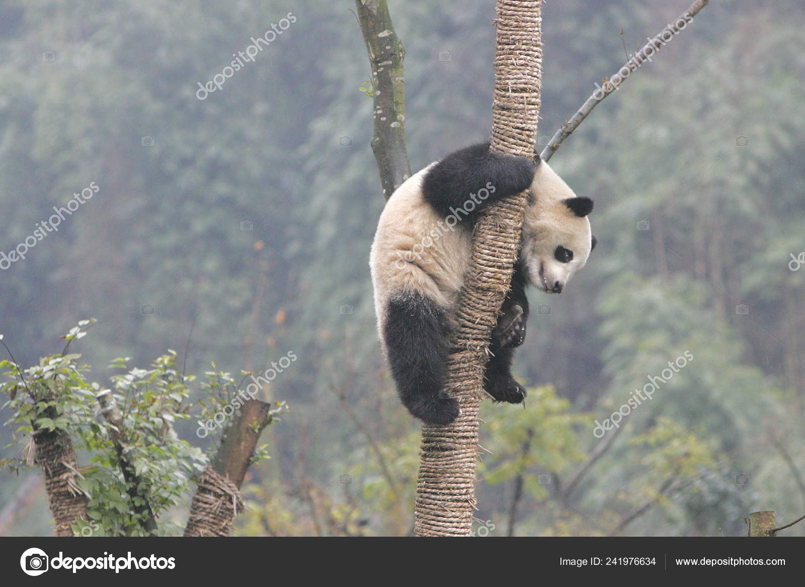 Panda Climbs Tree Chengdu Research Base Giant Panda Breeding Chengdu ...