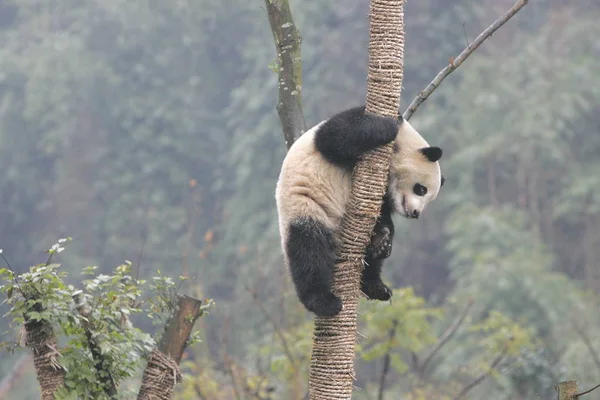 Panda on tree Stock Photos, Royalty Free Panda on tree Images ...