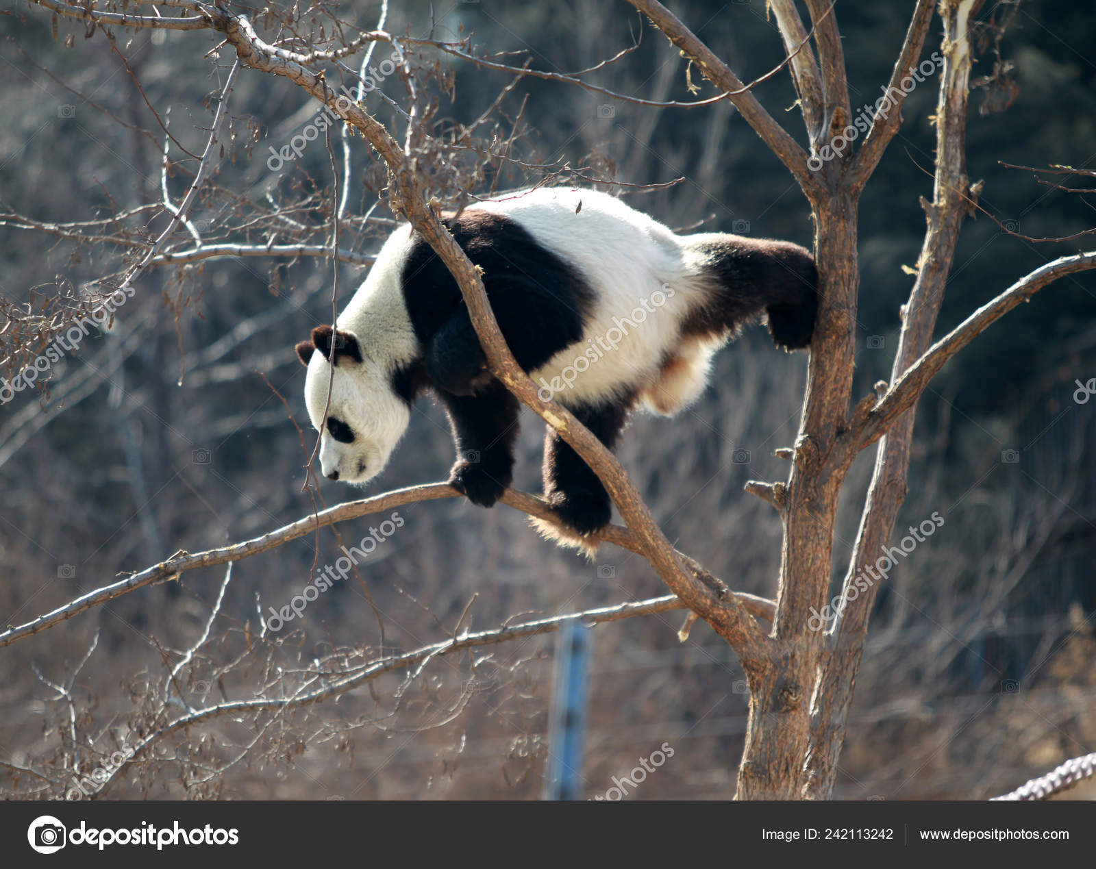 Panda Seen Playing Twig Zoo Yantai East Chinas Shandong Province ...