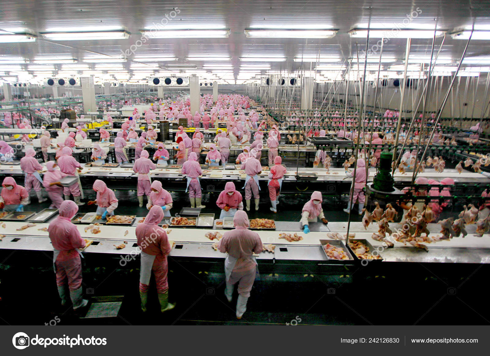 Chinese Workers Process Chicken Production Line Factory Xinchang Group ...