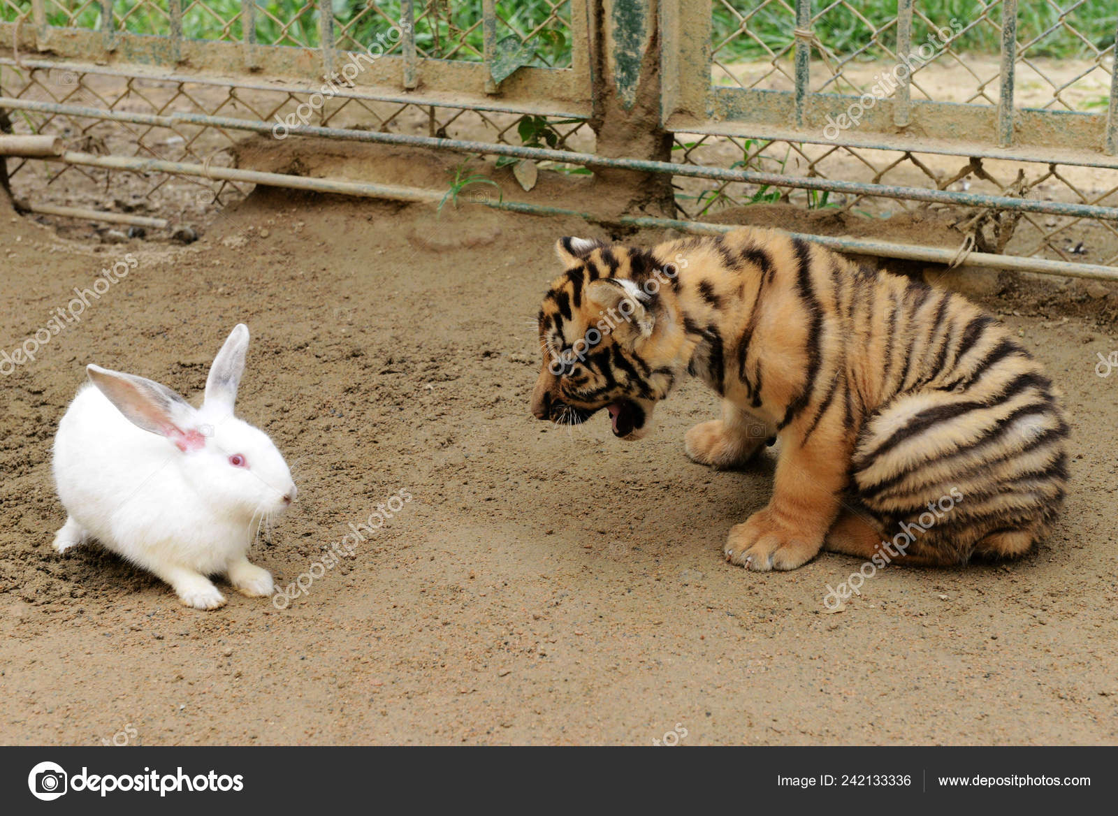 Baby Siberian Tiger Images