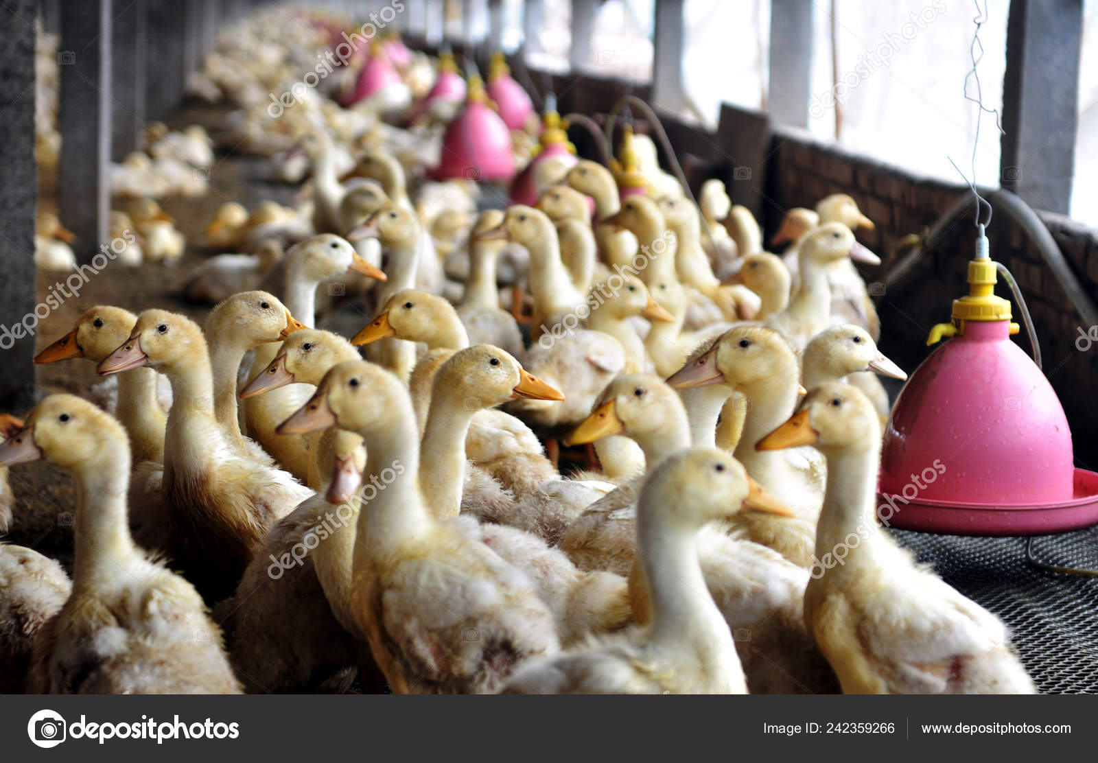 Herds Ducks Pictured Duck Farm Zouping County Binzhou City East – Stock ...