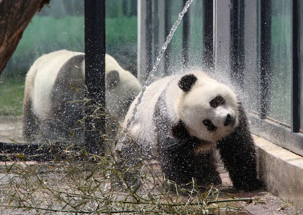 Pandas water Stock Photos, Royalty Free Pandas water Images | Depositphotos