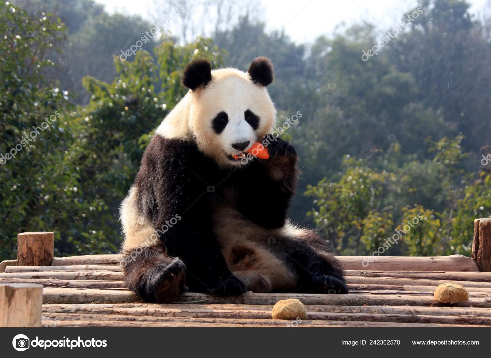 Giant Panda Eats Carrot Wooden Bridge Sunshine Huangshan Panda ...