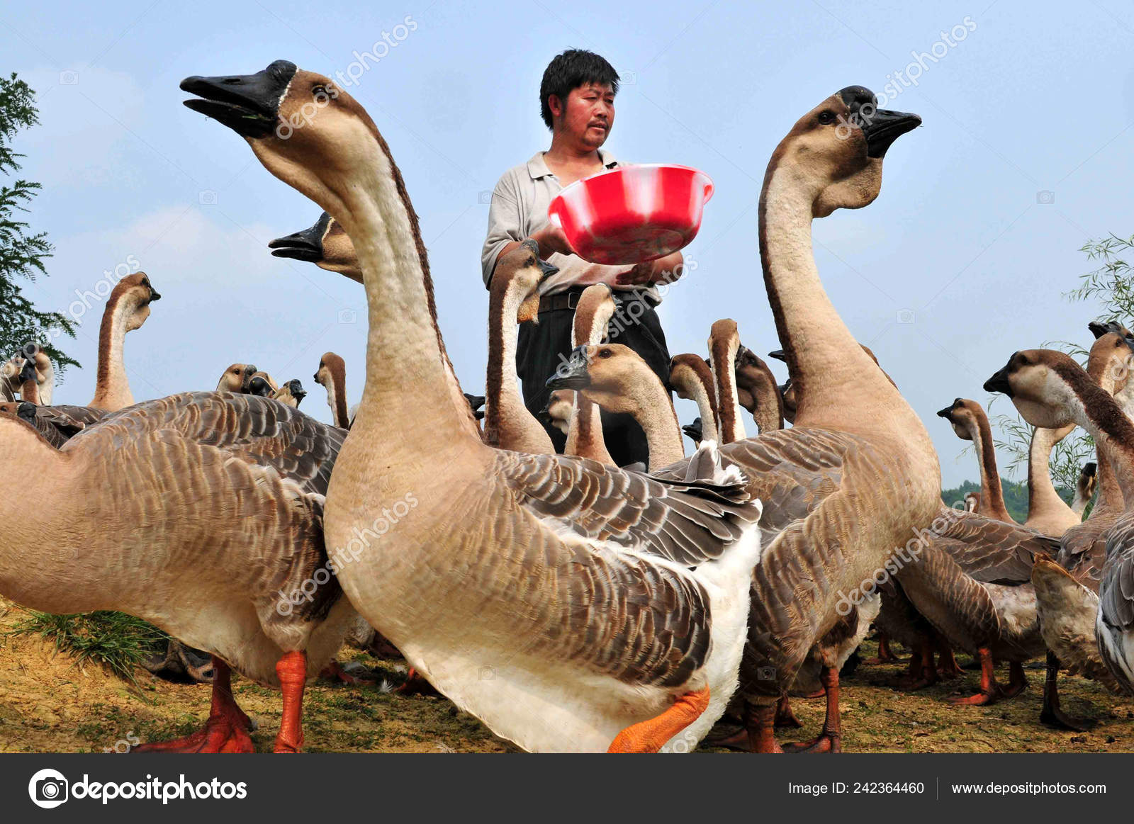 Chinese Farmer Feeds His Geese Changhe Village Pingba County Anshun ...