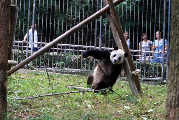 Asiatiska zoo Stock Photos, Royalty Free Asiatiska zoo Images ...