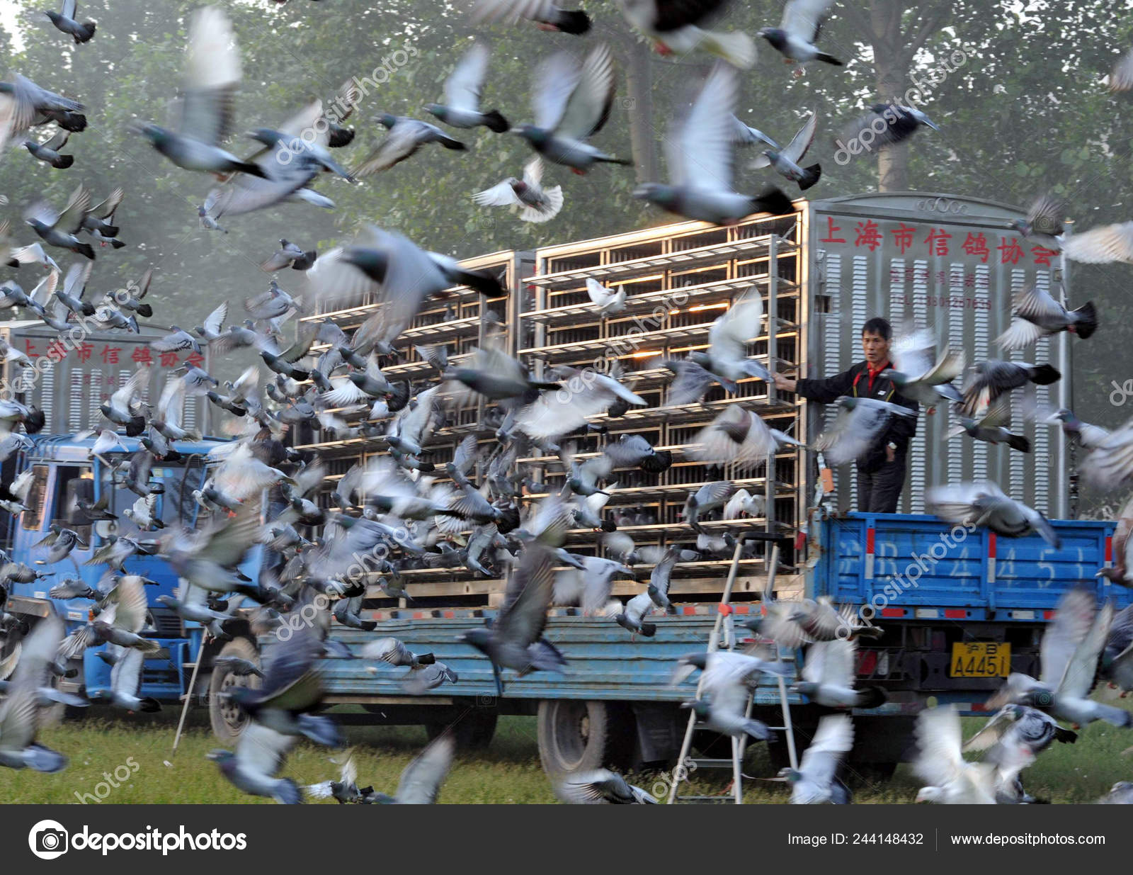 Chinese Worker Shanghai Homing Pigeon Association Releases Pigeons 13Th ...
