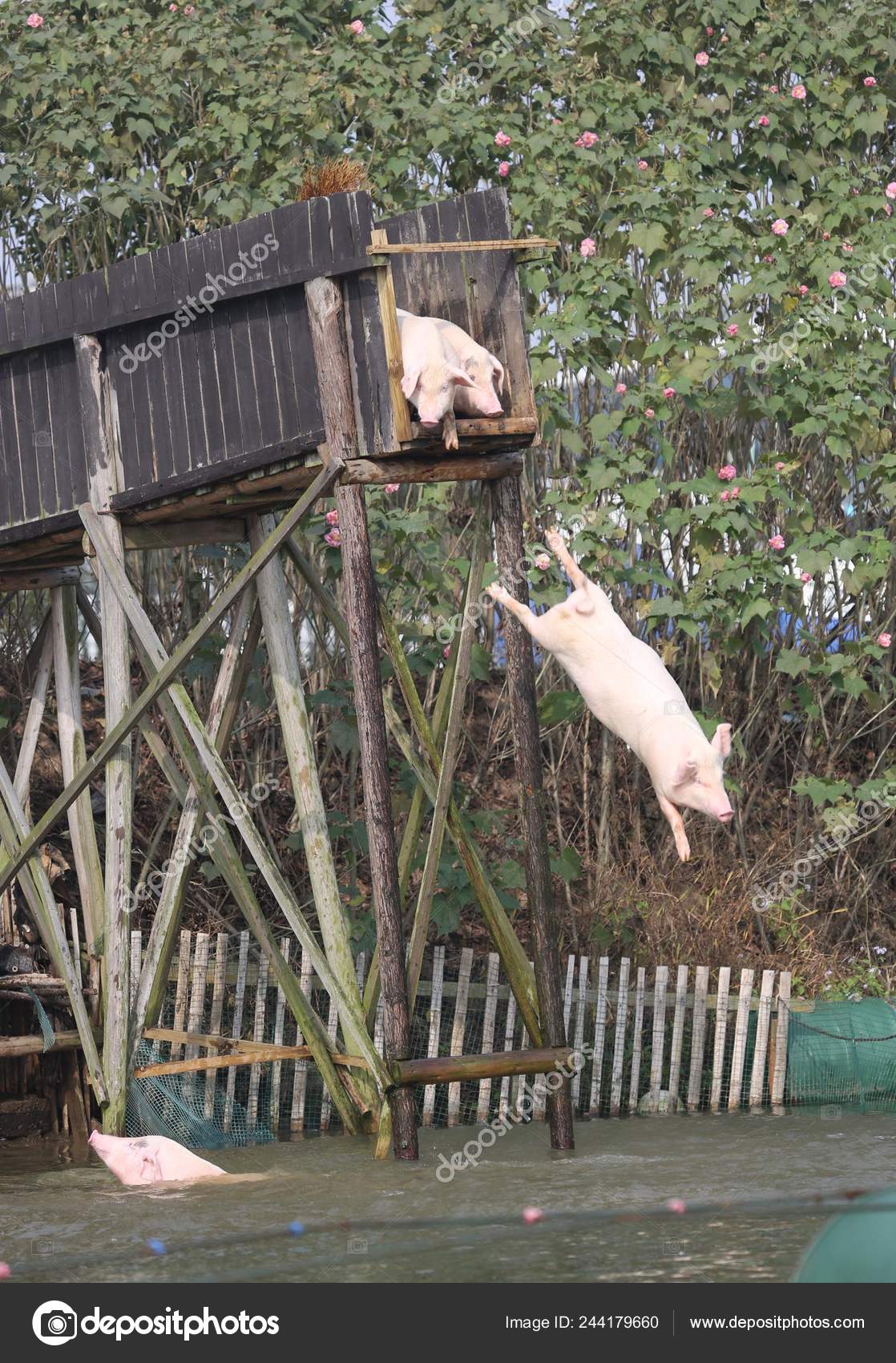 Pigs Line Dive River Swim Bank Training Session Guanshan Village ...