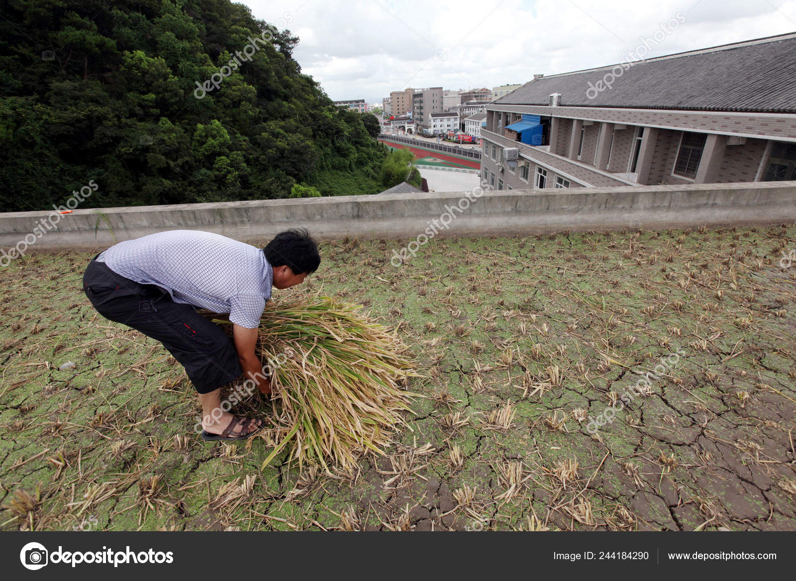 Chinese Farmer Harvests Rice Rooftop Factory Building Chengbei Village ...