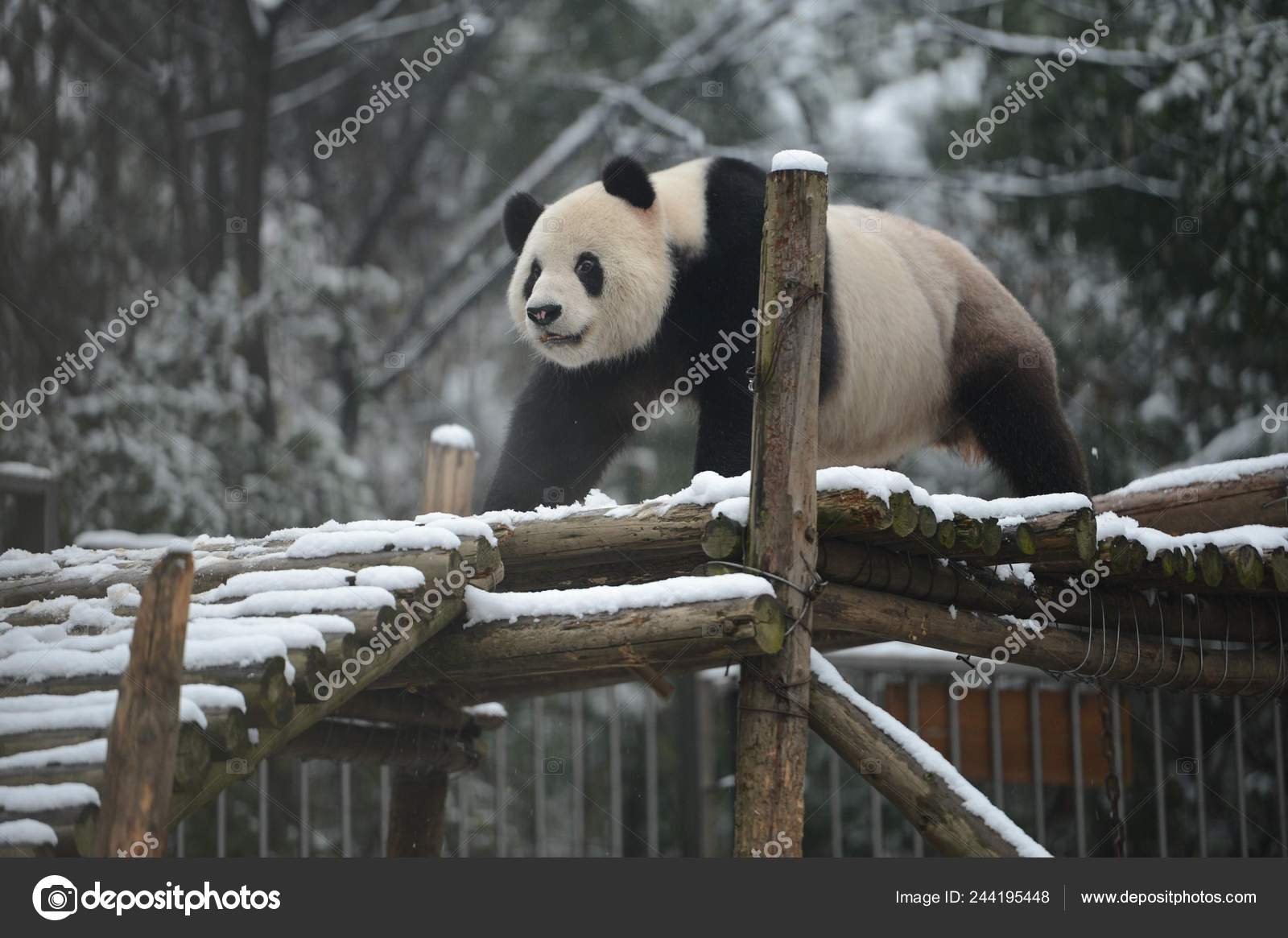 Giant Panda Wei Wei Walks Snow Covered Stand Wuhan Zoo – Stock ...