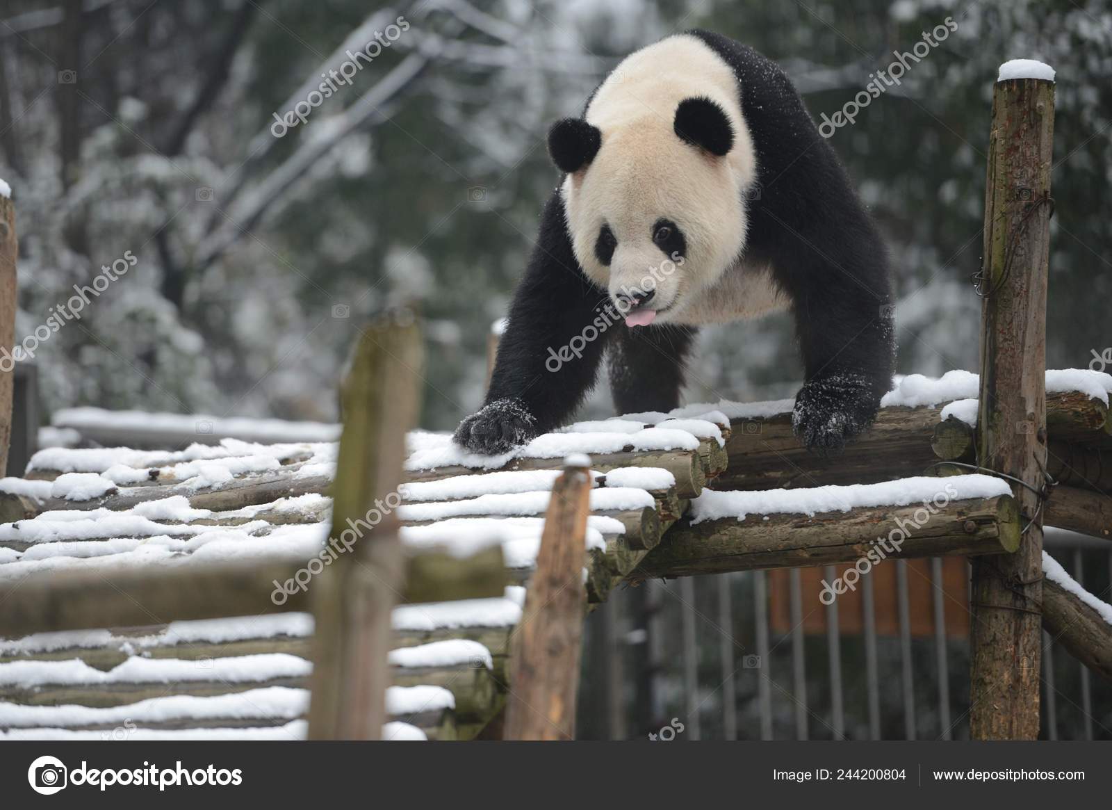 Giant Panda Wei Wei Walks Snow Covered Stand Wuhan Zoo – Stock ...