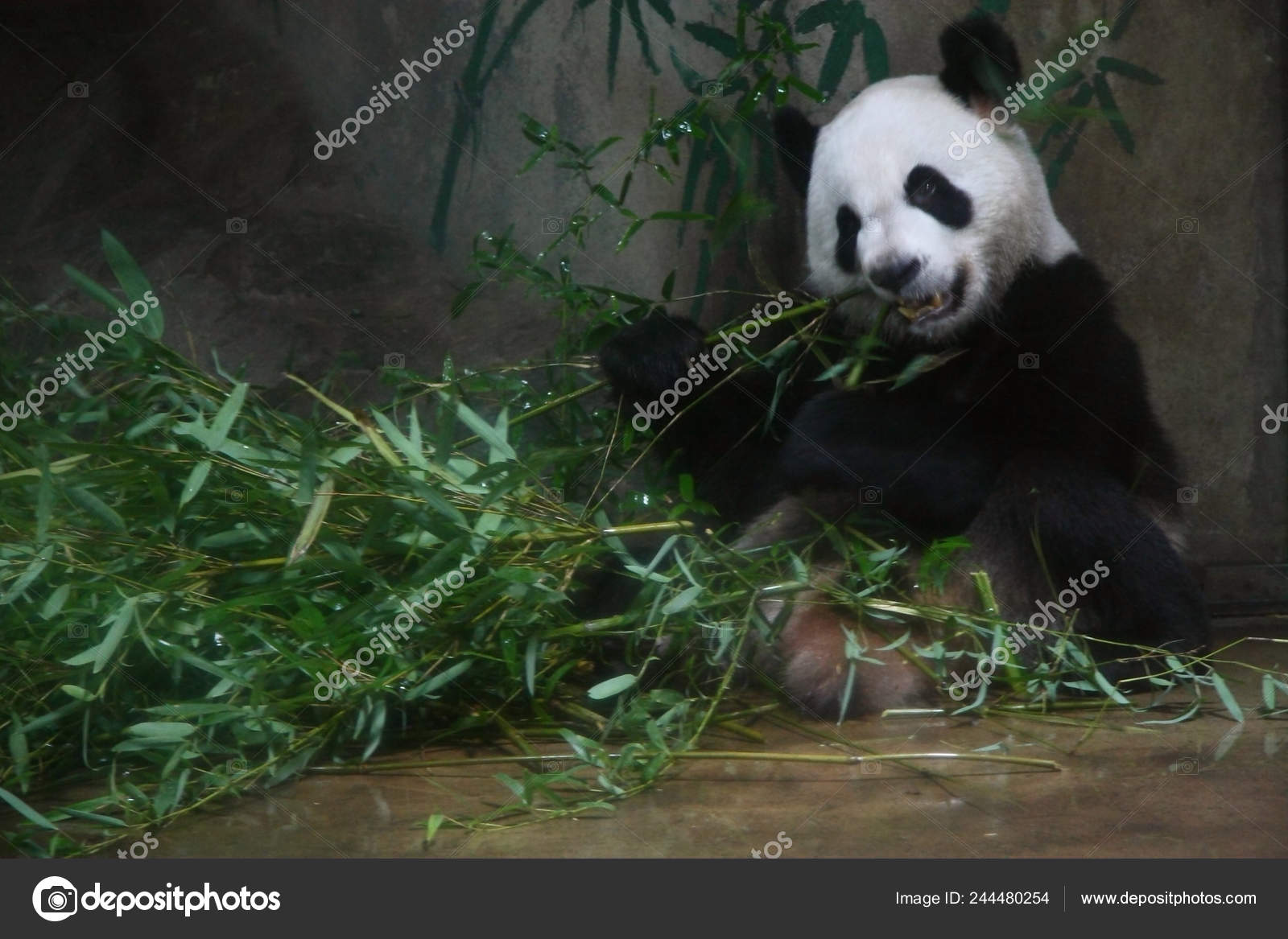 Panda Chews Bamboo Shoots Hangzhou Zoo Hangzhou East Chinas Zhejiang ...