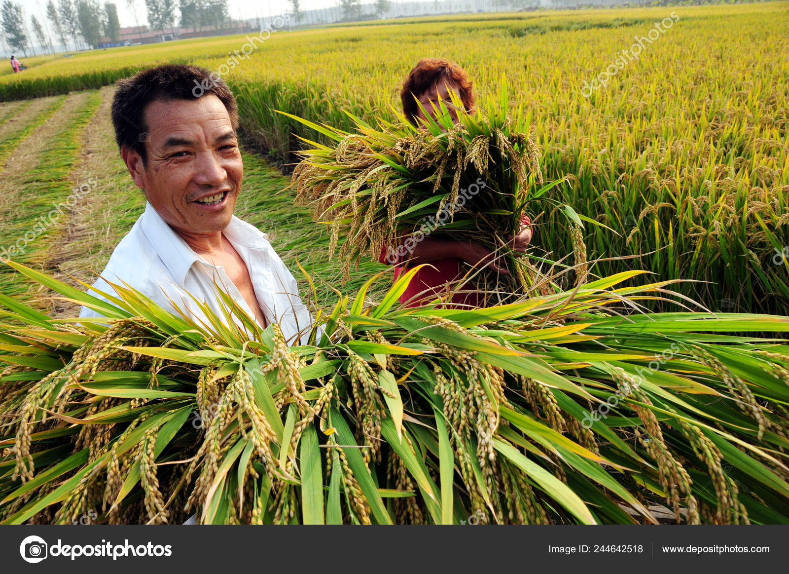 Chinese Farmers Harvest Rice Fields Chendun Village Matou Town Tancheng ...