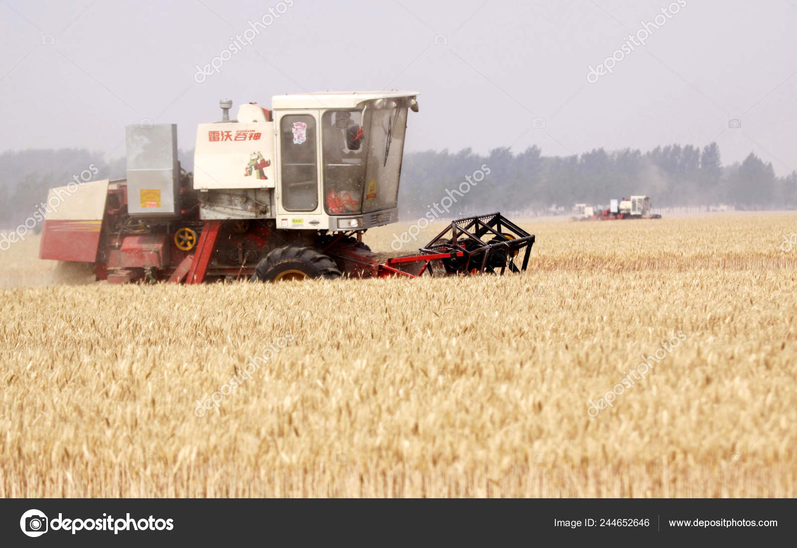 Chinese Farmer Drives Reaping Machine Harvest Wheat His Fields Daokou ...